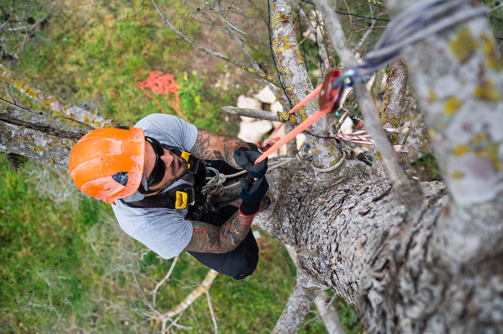 NPTC Tree Climb and Aerial Rescue - Activate Learning - Adult Education