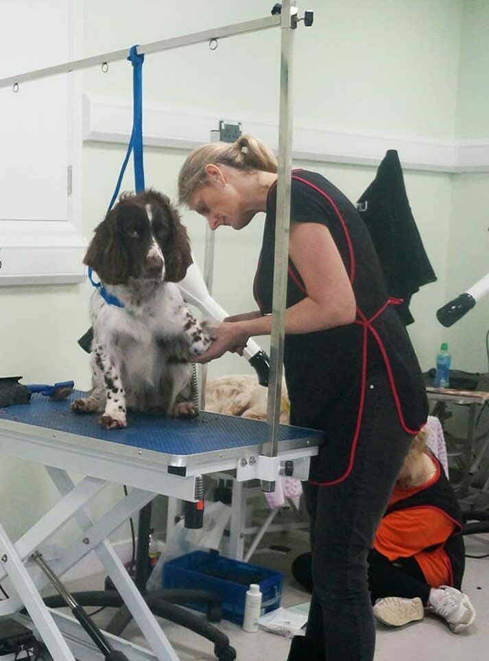 Introduction to Dog Grooming (Intensive) - Activate Learning - Adult ...